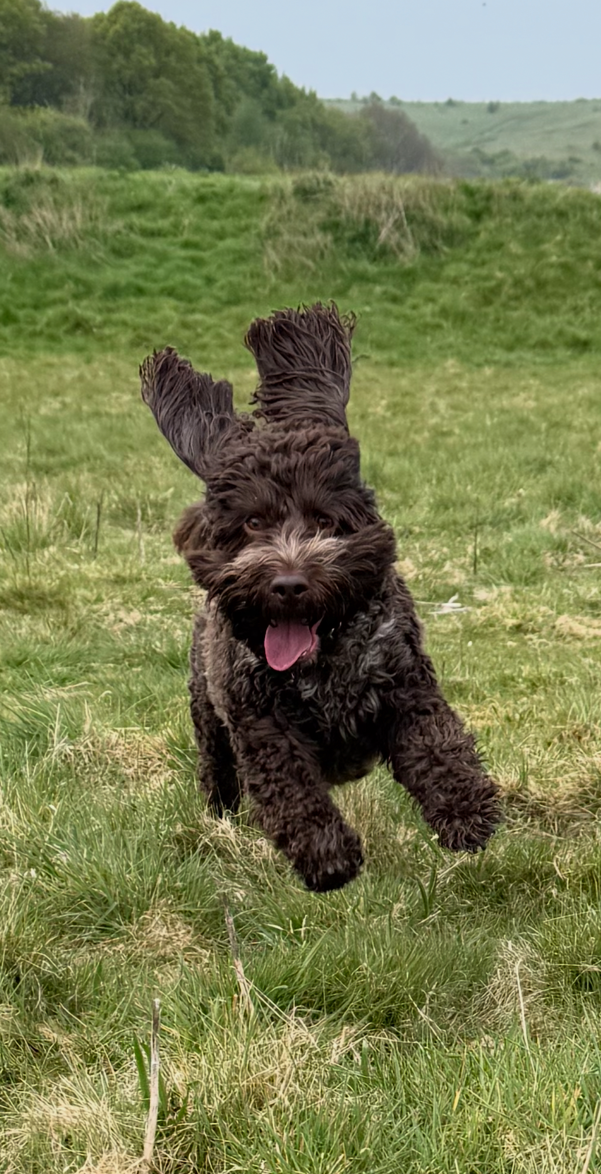 Professional Dog Walking & Pet Care Andover | Running Paws & Fun Retreats